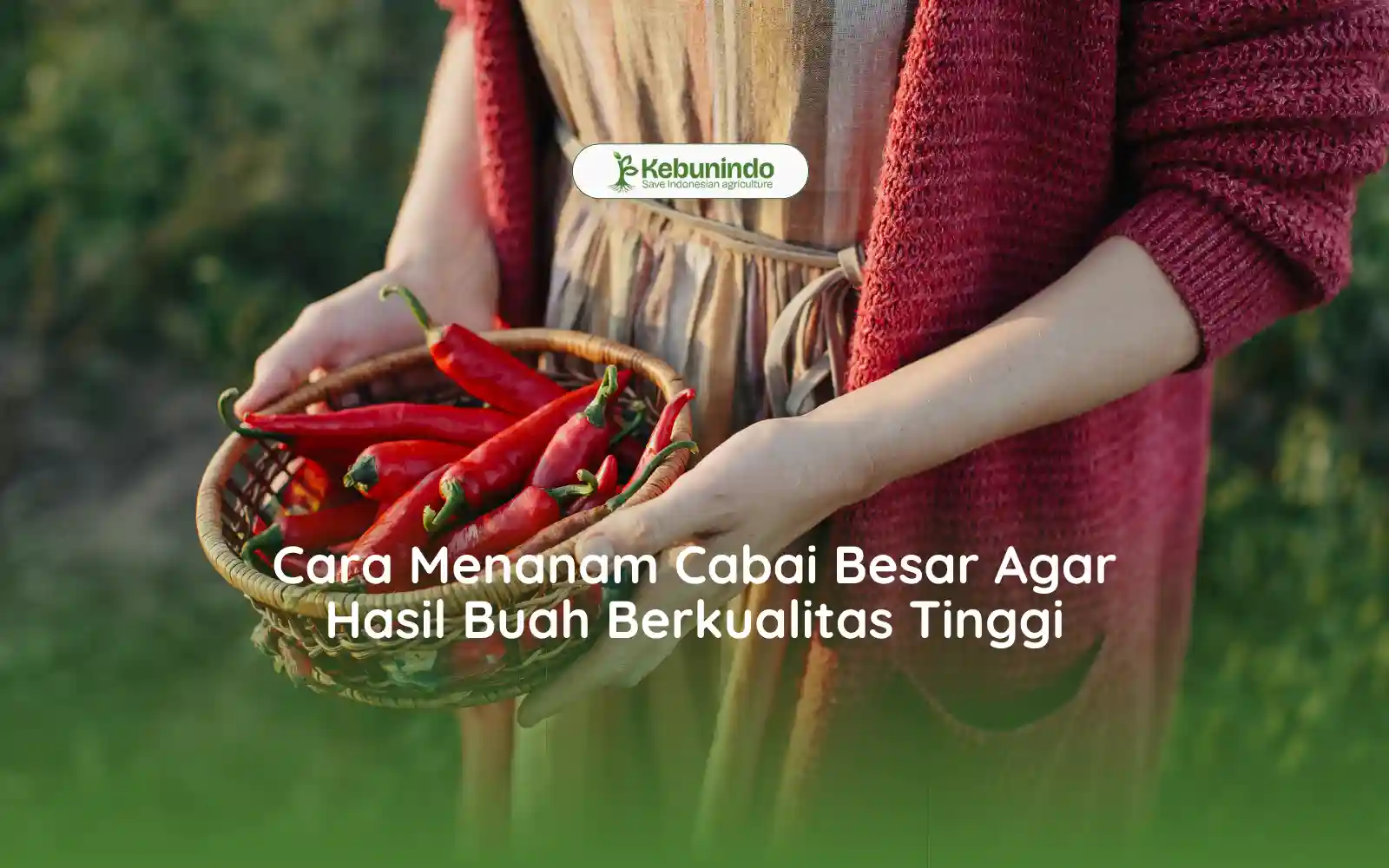 Cara Menanam Cabai Besar Agar Hasil Buah Berkualitas Tinggi - kebunindo.com
