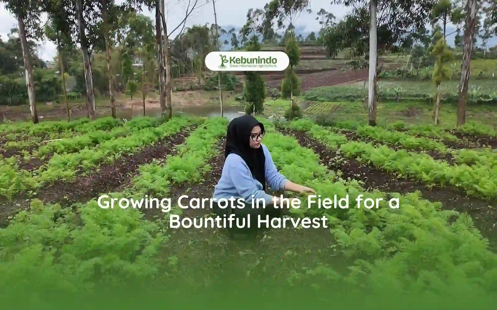 Growing Carrots in the Field for a Bountiful Harvest - kebunindo.com