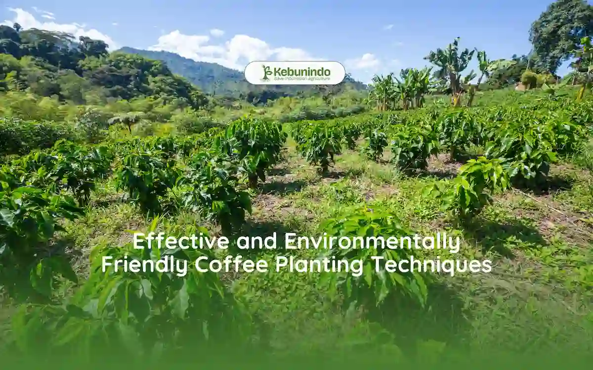 Effective and Environmentally Friendly Coffee Planting Techniques ...