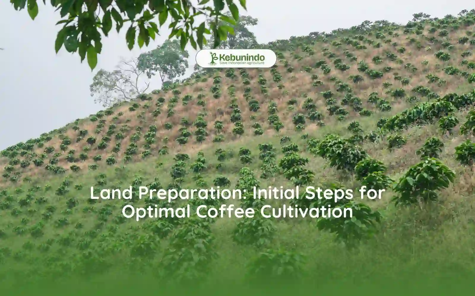 Land Preparation: Initial Steps for Optimal Coffee Cultivation ...