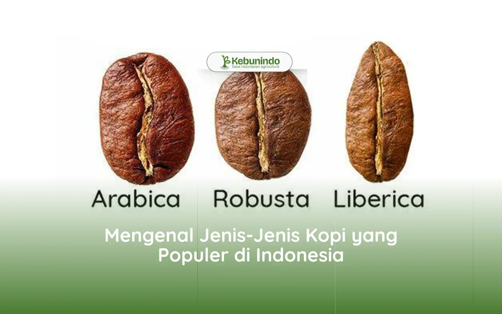 Mengenal Jenis-Jenis Kopi yang Populer di Indonesia - kebunindo.com
