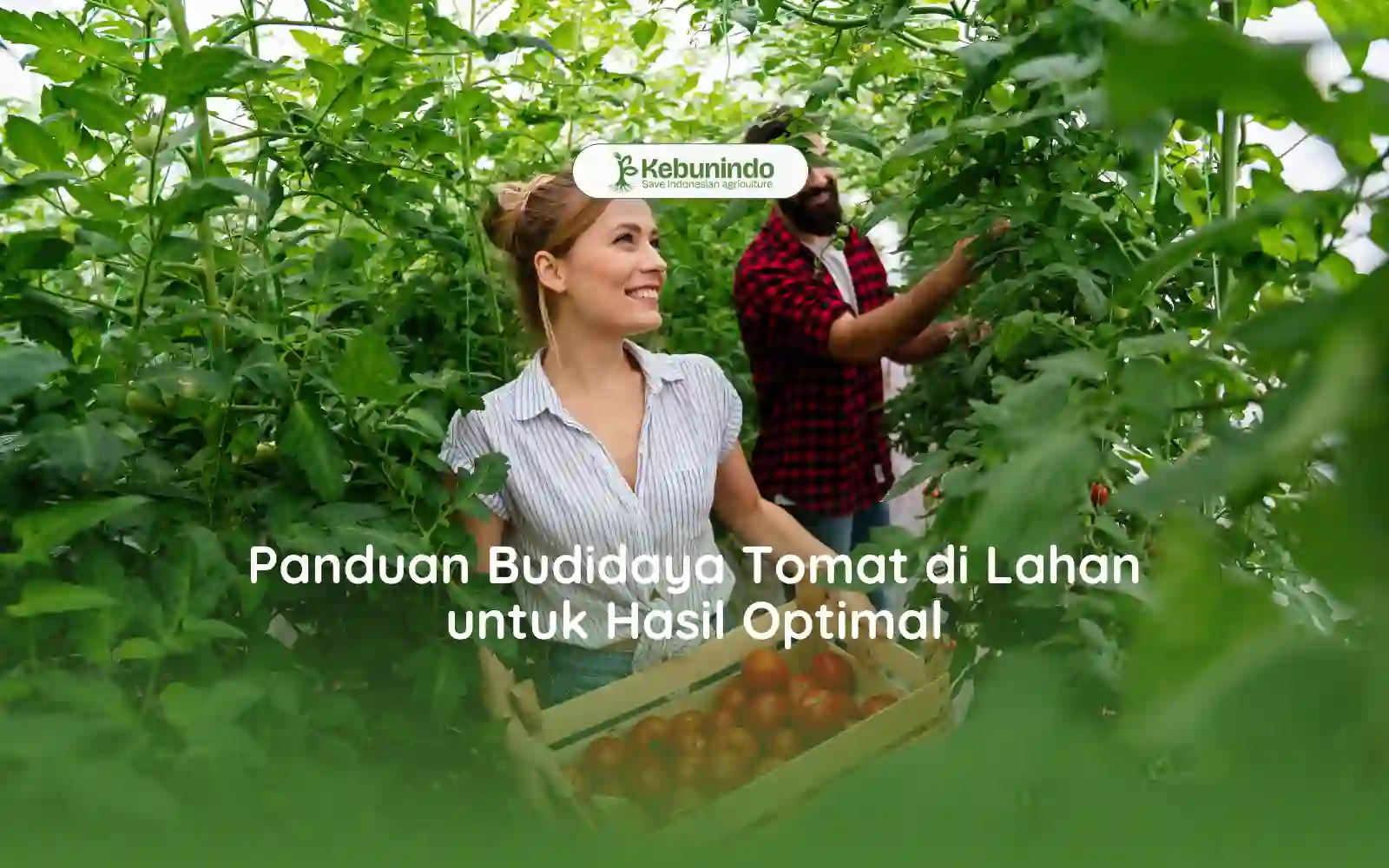 Panduan Budidaya Tomat di Lahan untuk Hasil Optimal - kebunindo.com
