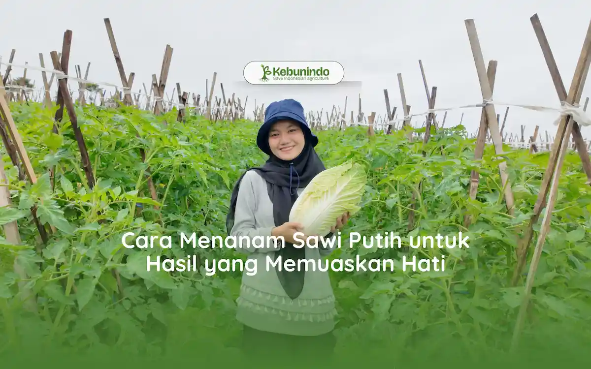 Cara Menanam Sawi Putih untuk Hasil yang Memuaskan Hati - kebunindo.com