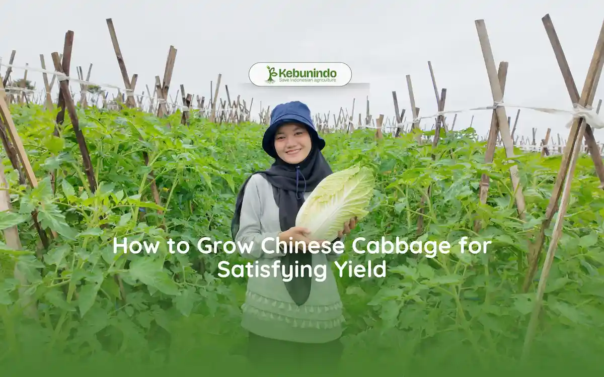 How to Grow Chinese Cabbage for Satisfying Yields - kebunindo.com