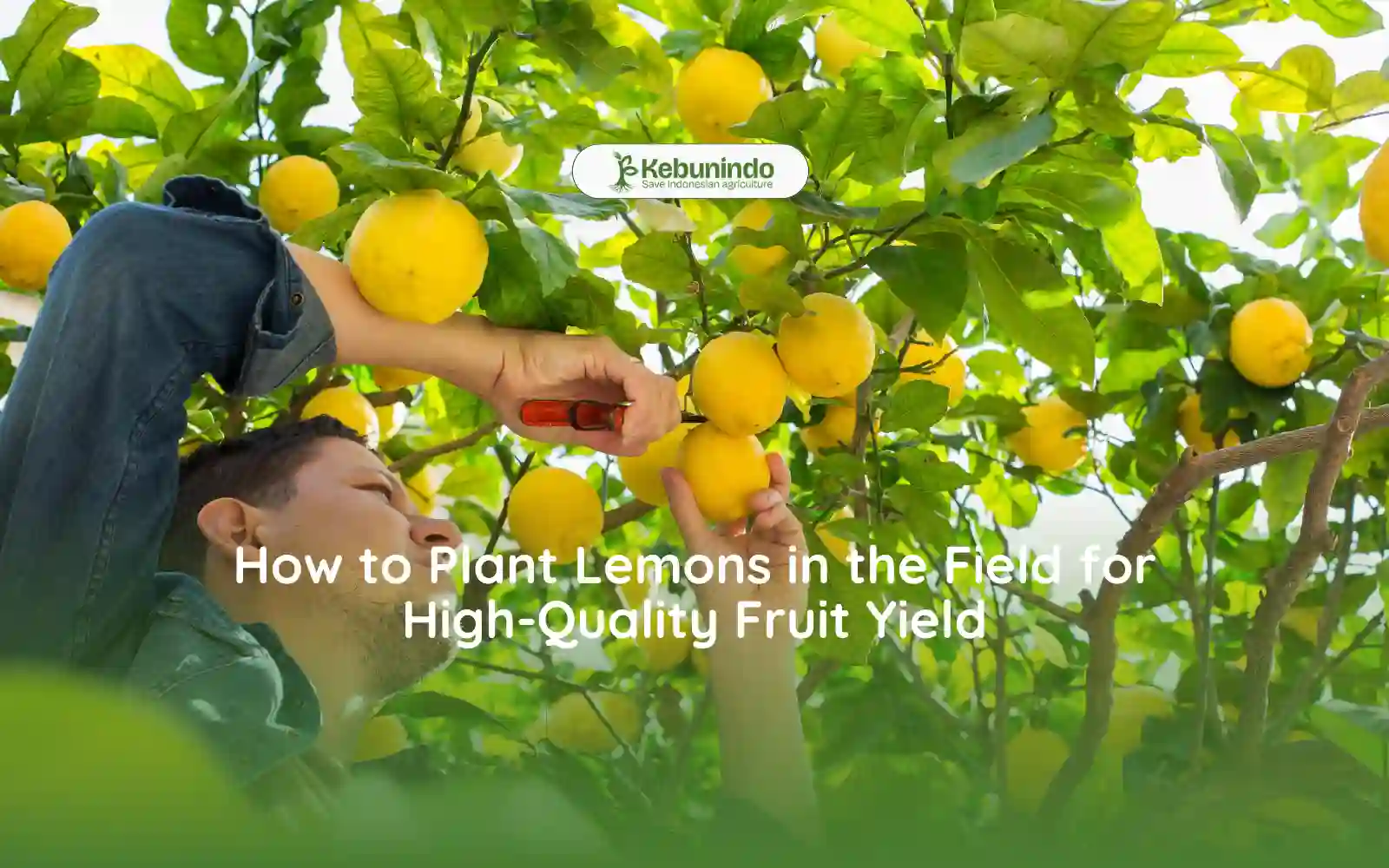 How to Plant Lemons in the Field for High-Quality Fruit Yield ...